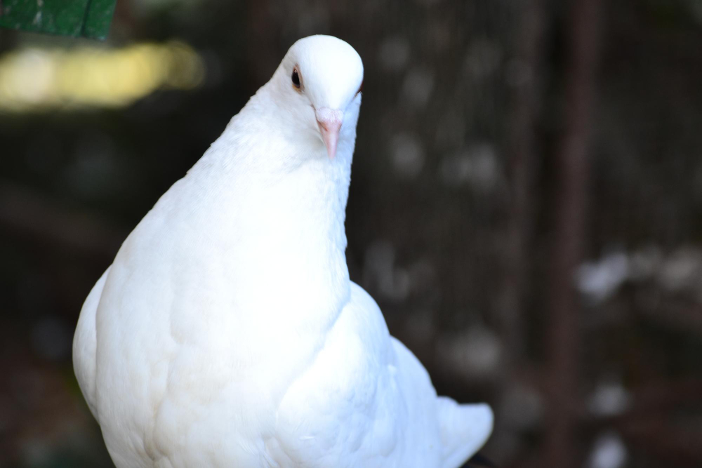 Ce înseamnă când vezi un porumbel alb - Năvălitorul